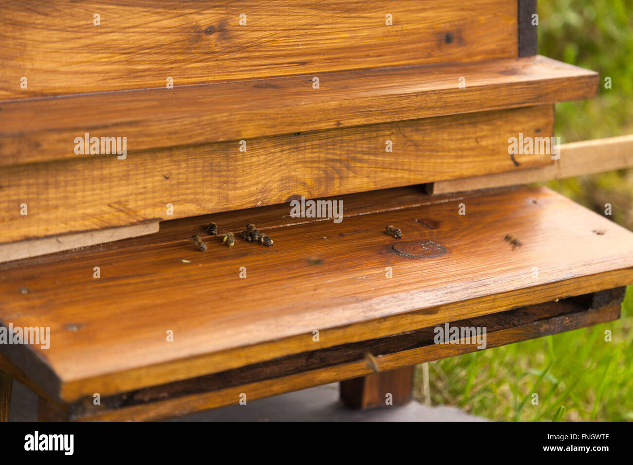 Industrious bees crossing over at the entrance to a wooden WBC William ...