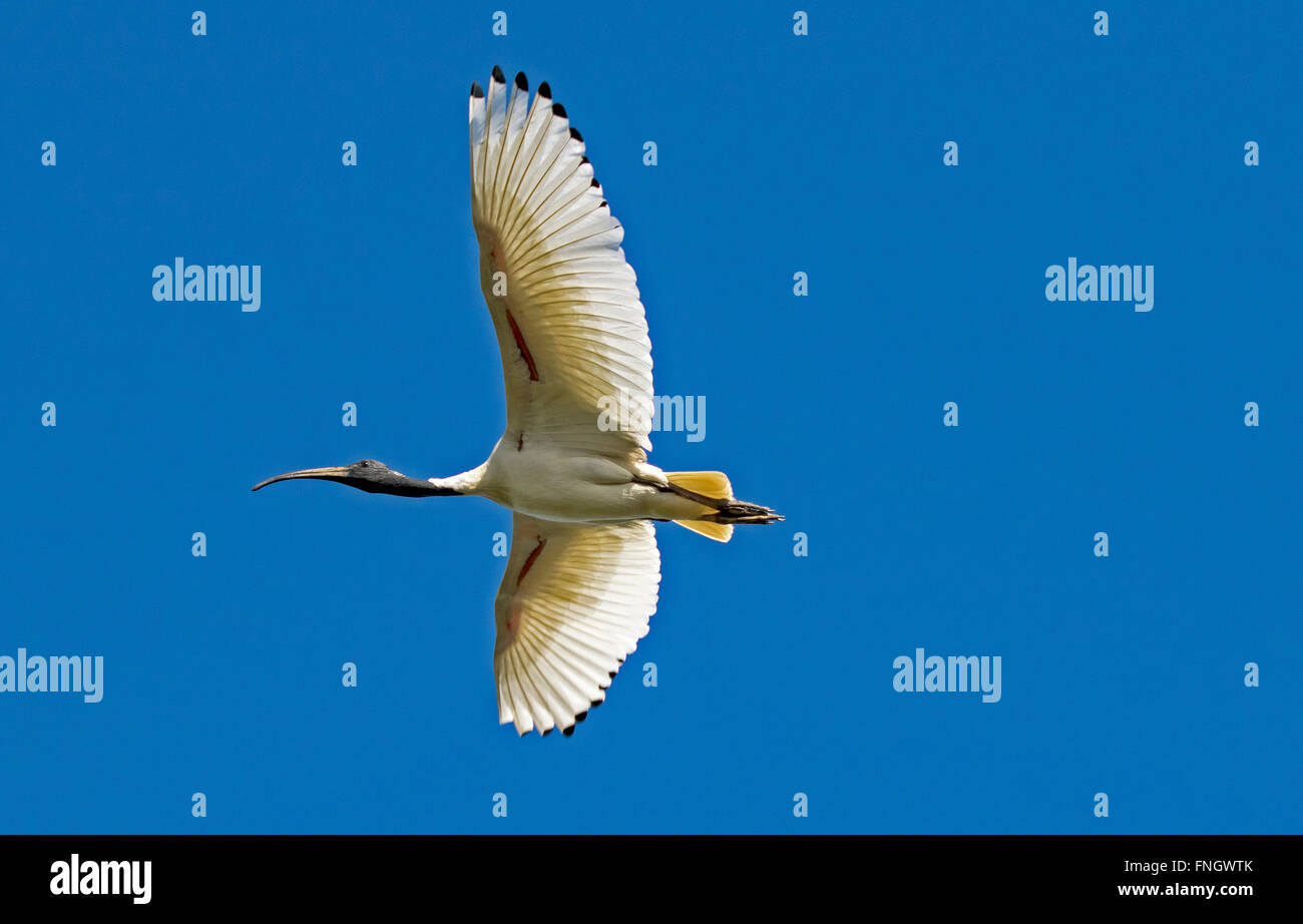 Australian Ibis Flying High Resolution Stock Photography and Images - Alamy