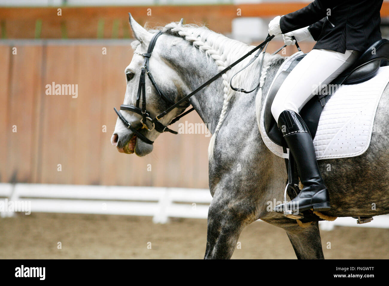 Grey colored dressage horse under saddle with unedintified rider Stock ...