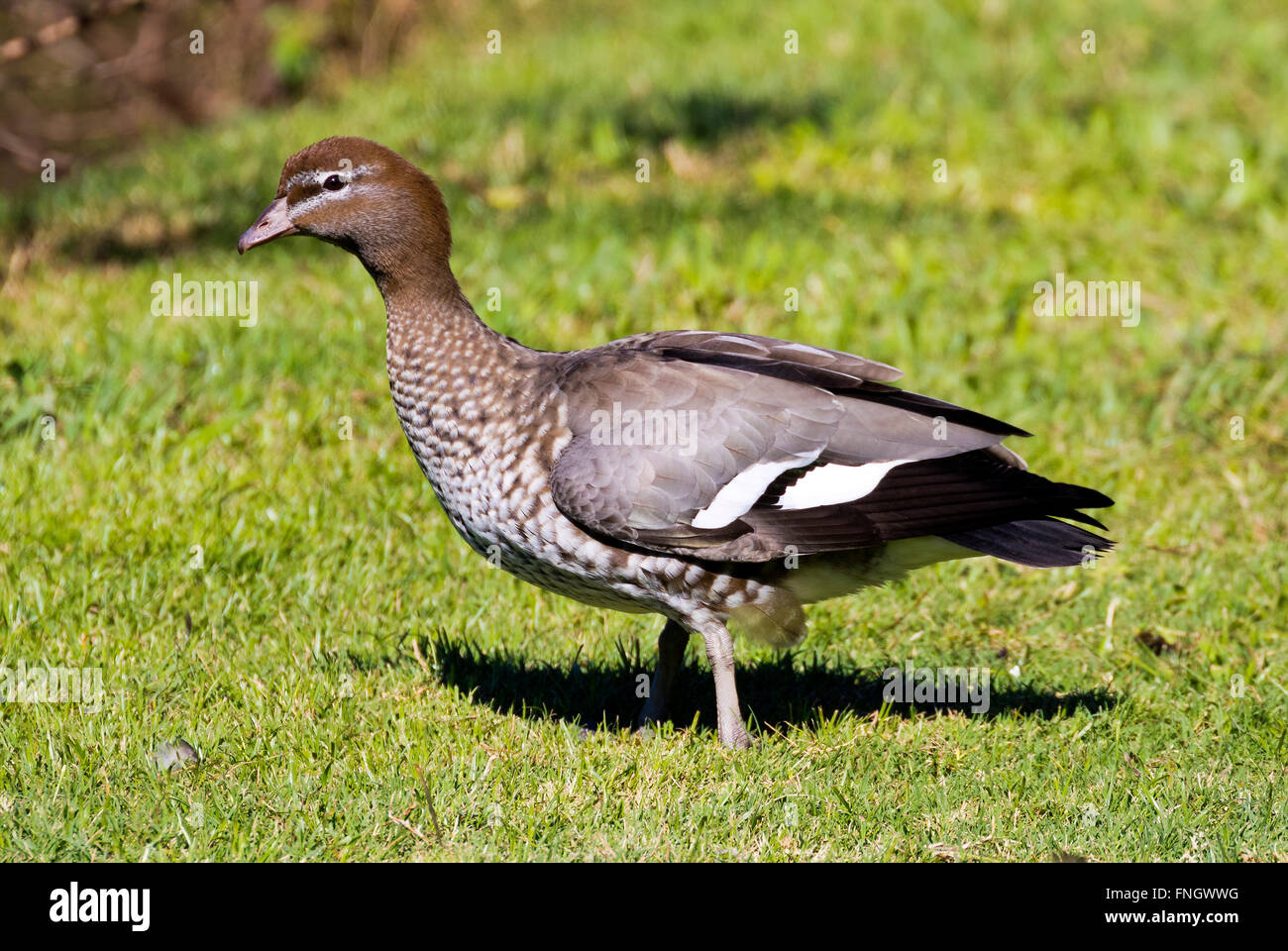 Australian wood duck hi-res stock photography and images - Alamy