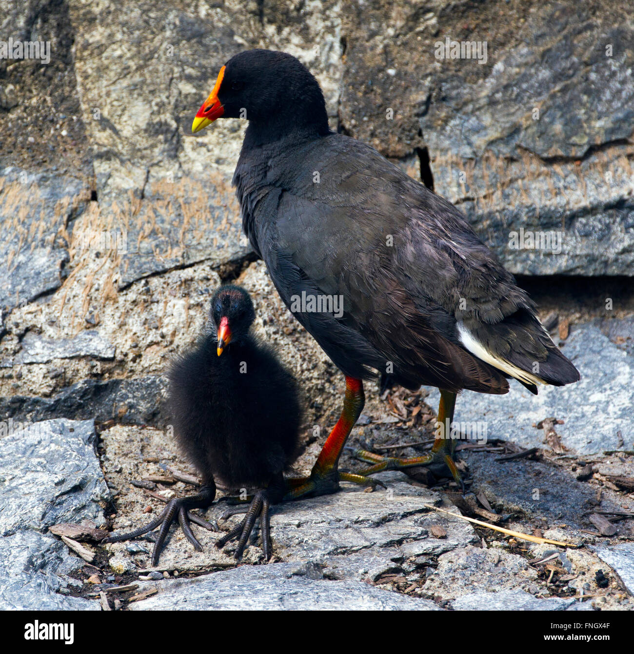 Moorhen feet hi-res stock photography and images - Alamy