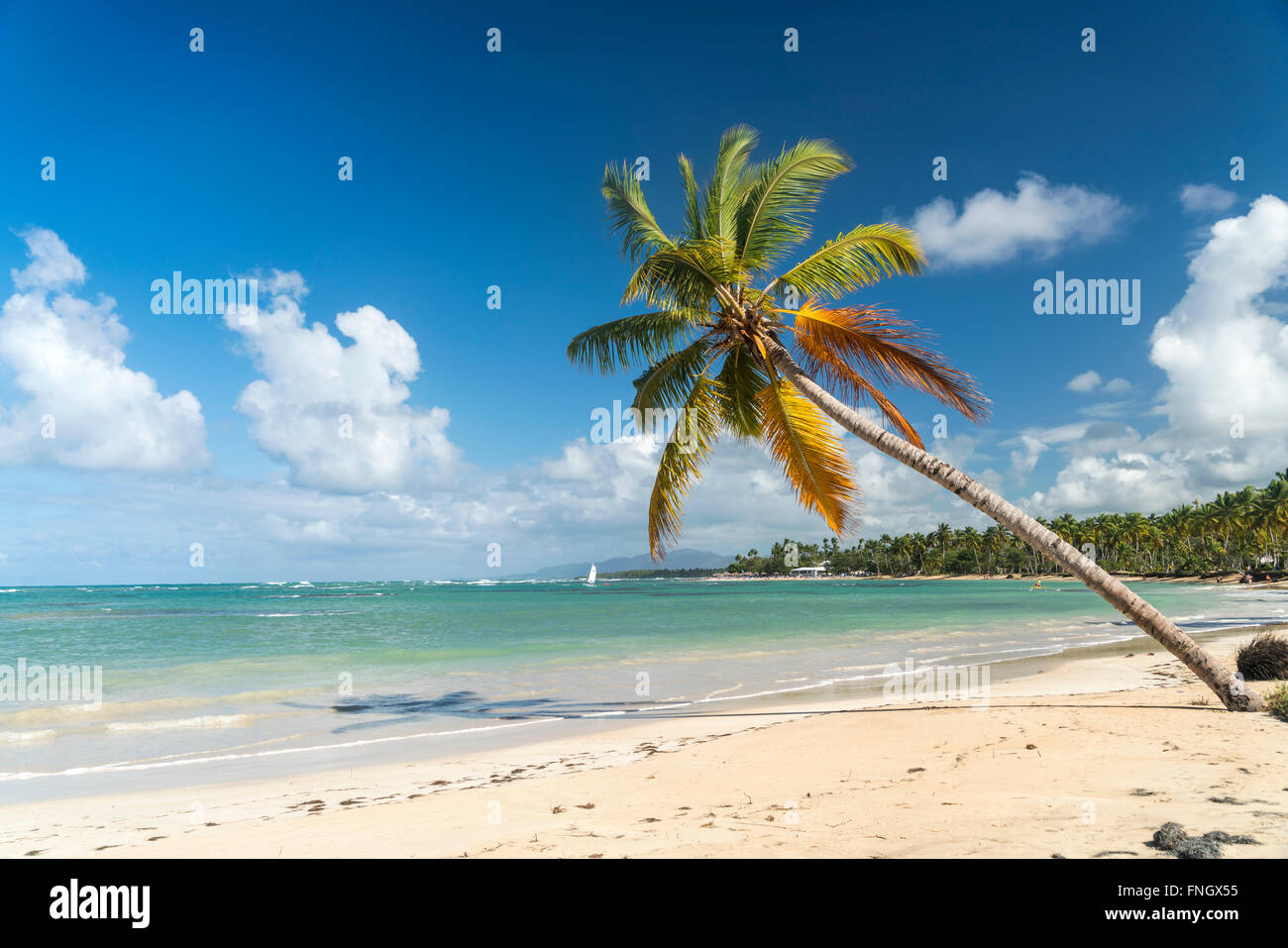 palm fringed sandy beach of El Portillo, Las Terrenas, Samana ...
