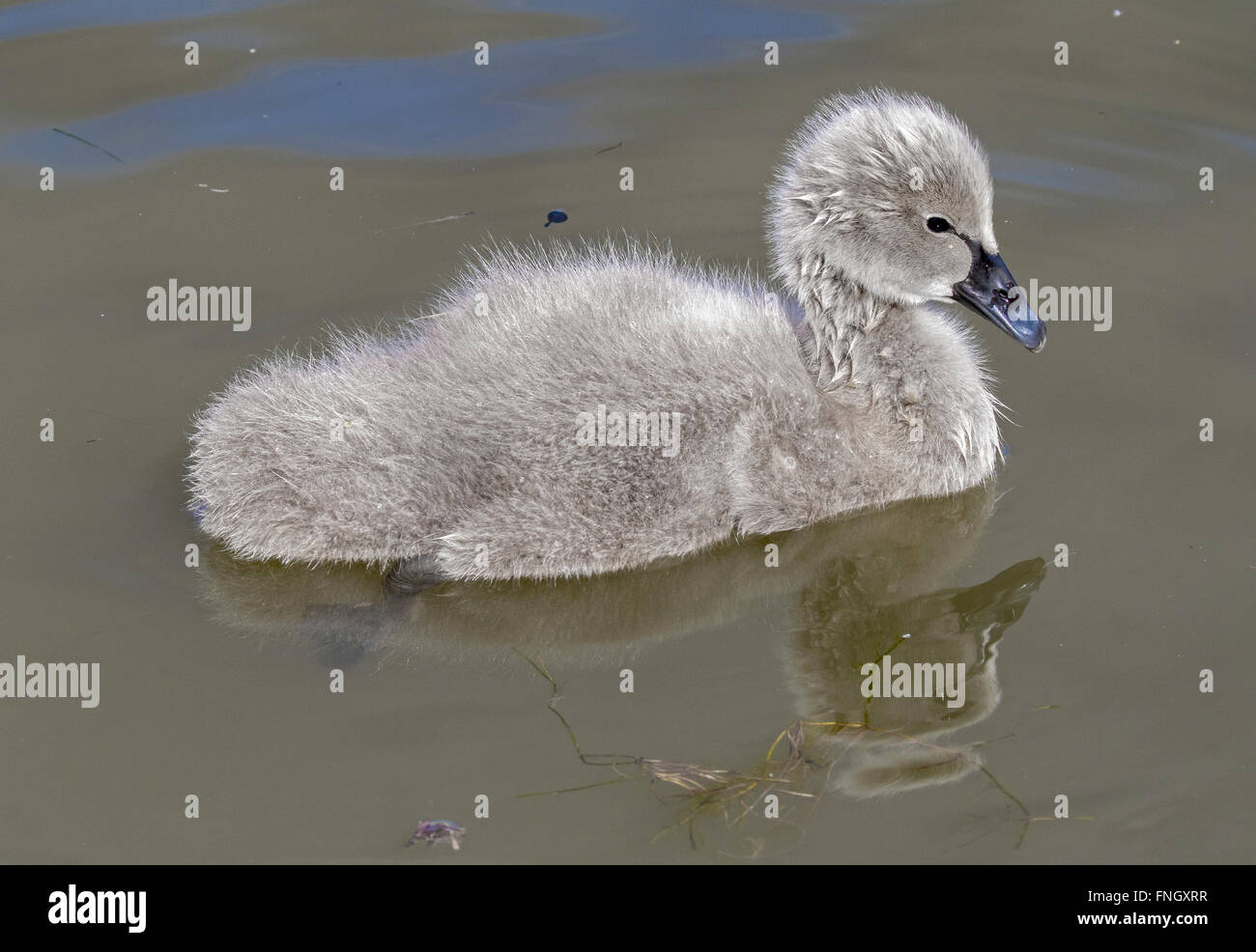 Cygnet australia hi-res stock photography and images - Alamy