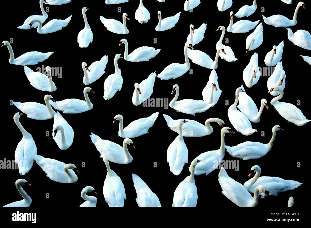 Swans Swimming Stock Photos & Swans Swimming Stock Images - Alamy