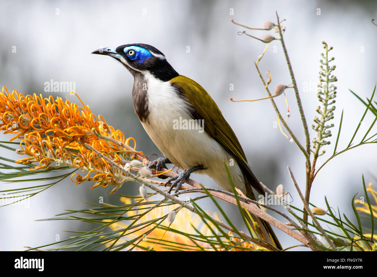 Blue faced birds hi-res stock photography and images - Alamy