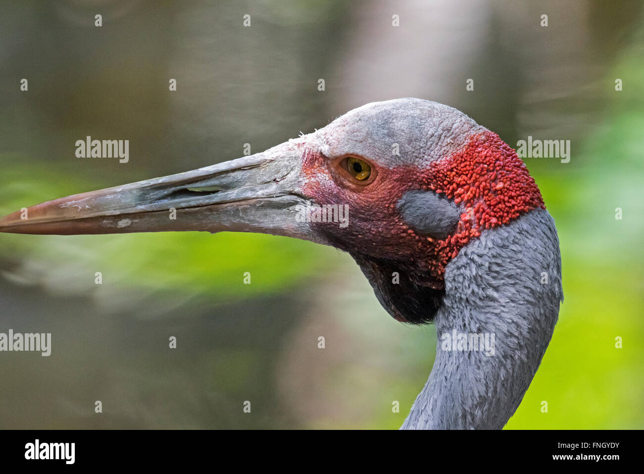 Brolga hi-res stock photography and images - Alamy
