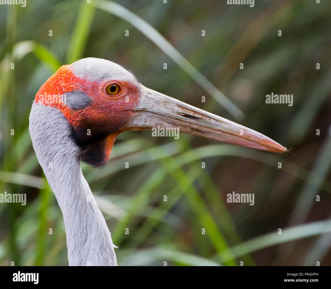 Brolga hi-res stock photography and images - Alamy