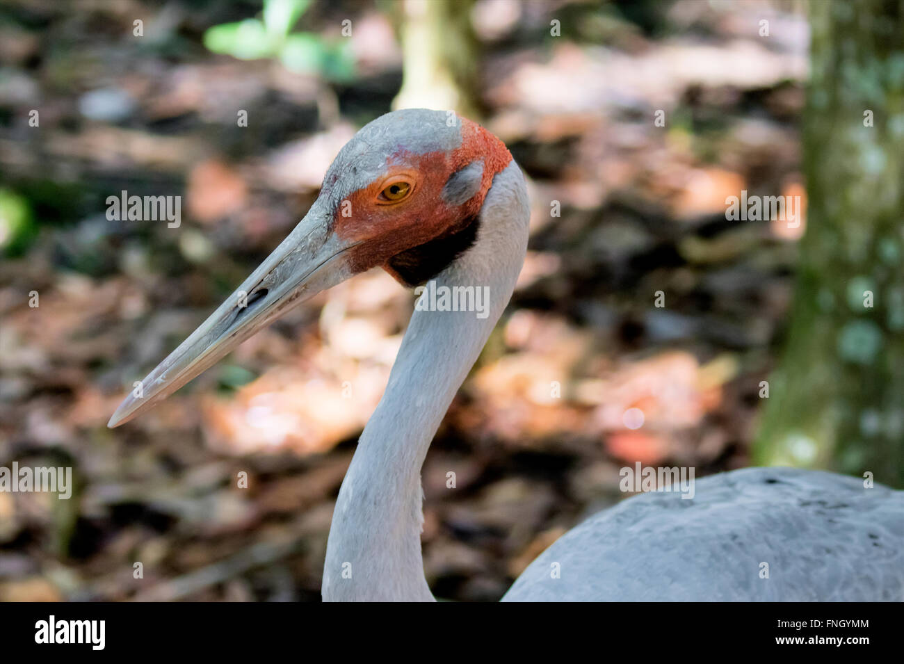 Brolga hi-res stock photography and images - Alamy