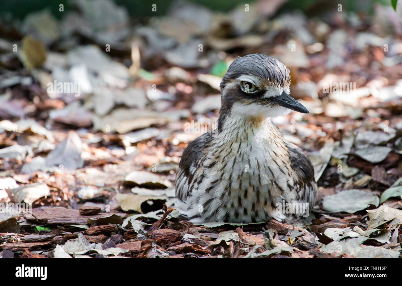Bush stone curlew queensland australia hi-res stock photography and ...