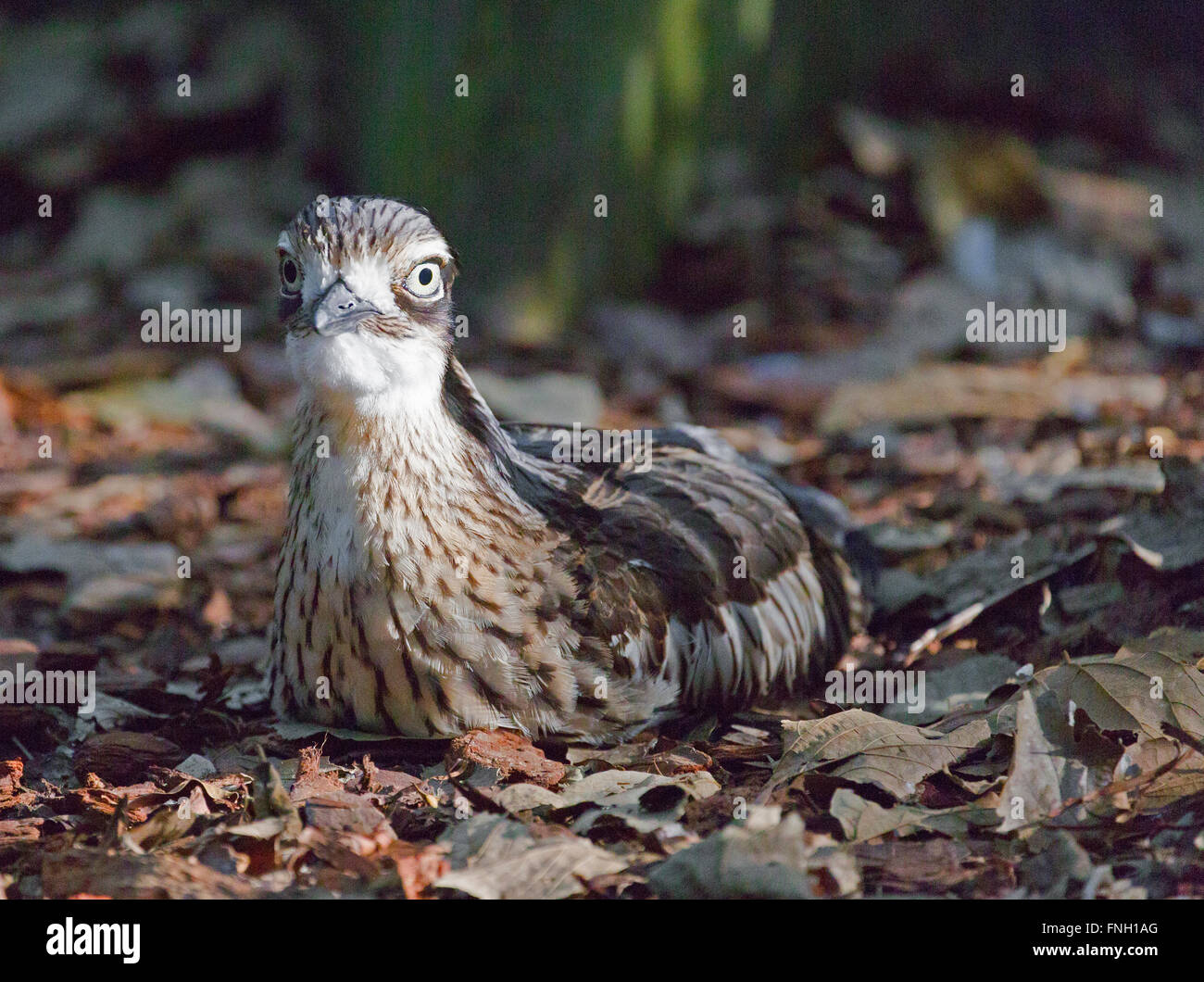 Bush, stone, curlew, queensland, australia Stock Photo - Alamy