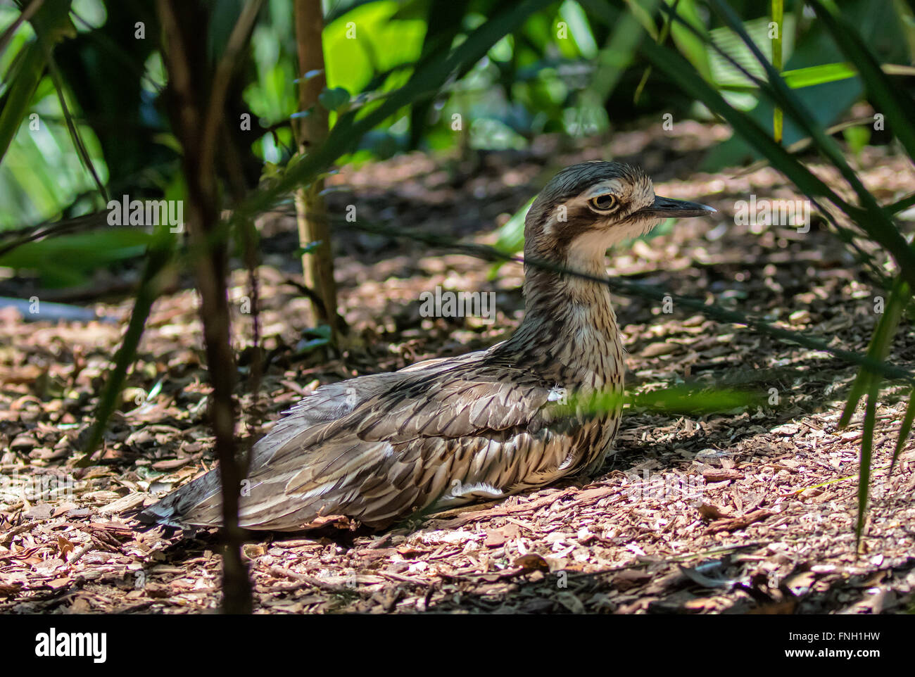Bush stone curlew birds hi-res stock photography and images - Alamy