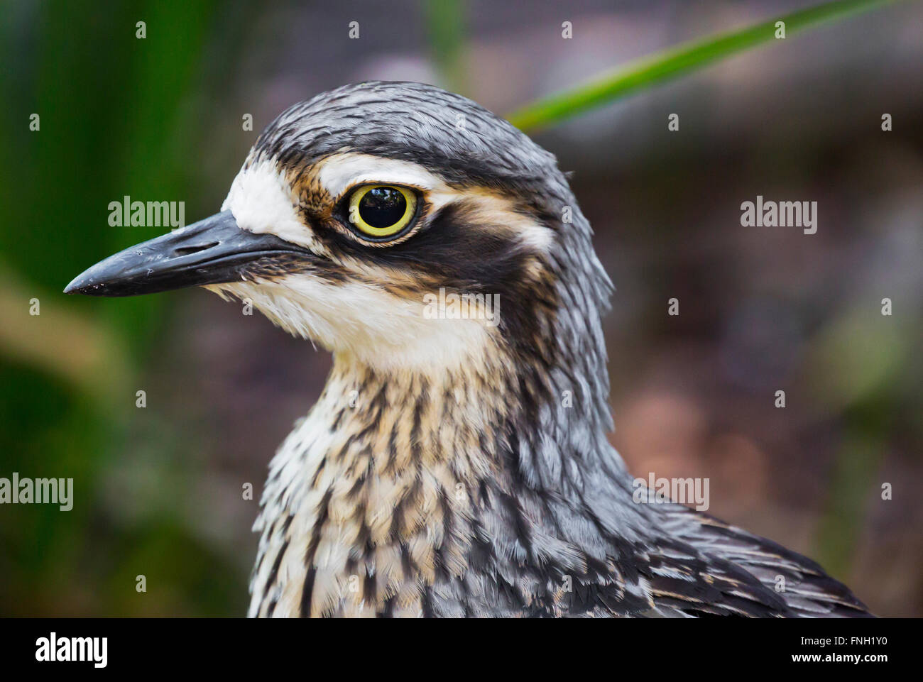 Bush stone curlew brisbane queensland, australia Stock Photo - Alamy