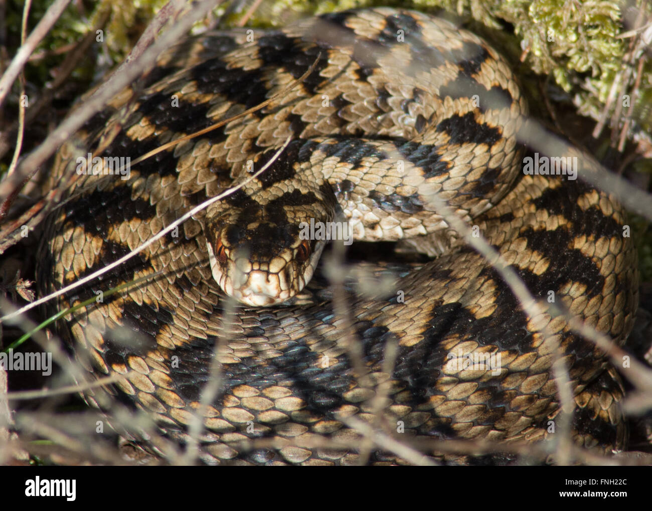 Coiled adder (Vipera berus) in natural heathland habitat in Hampshire ...