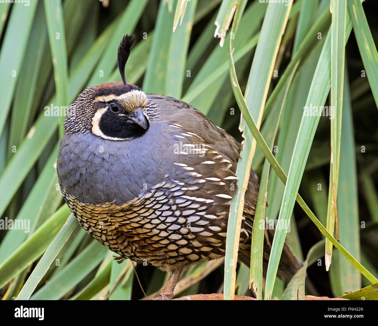 Quail flying hi-res stock photography and images - Alamy