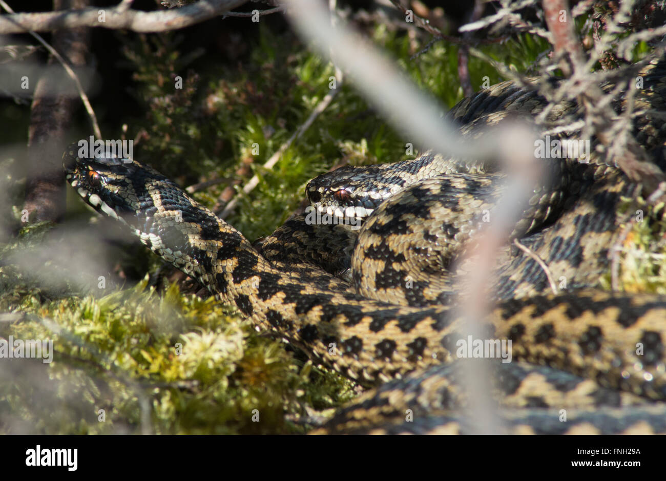 Two male adders (Vipera berus) basking in natural heathland habitat in ...