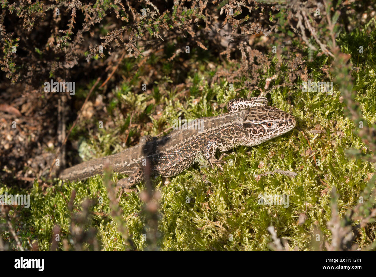 Sand lizard (Lacerta agilis) at a heathland site in Surrey, UK Stock ...