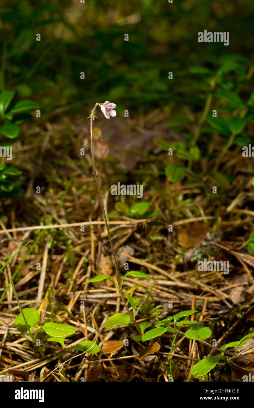 Twinflower (twin flower) pink blossom in the forest - Linnaea borealis ...