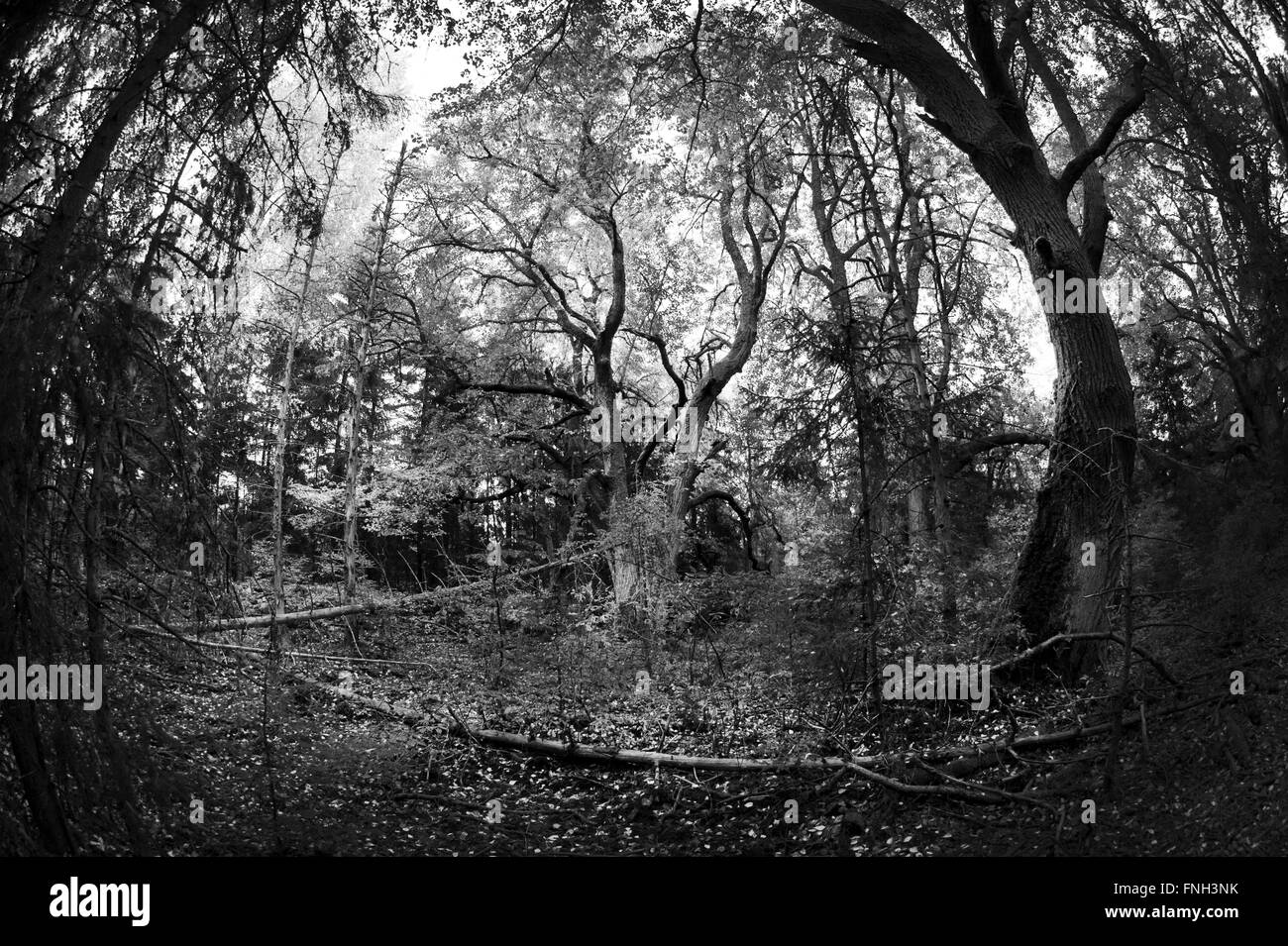 Old linden forest, black and white Stock Photo - Alamy