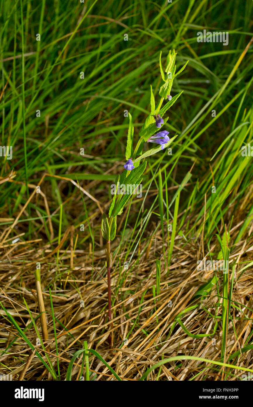 Scutellaria galericulata, common skullcap, marsh skullcap or hooded ...