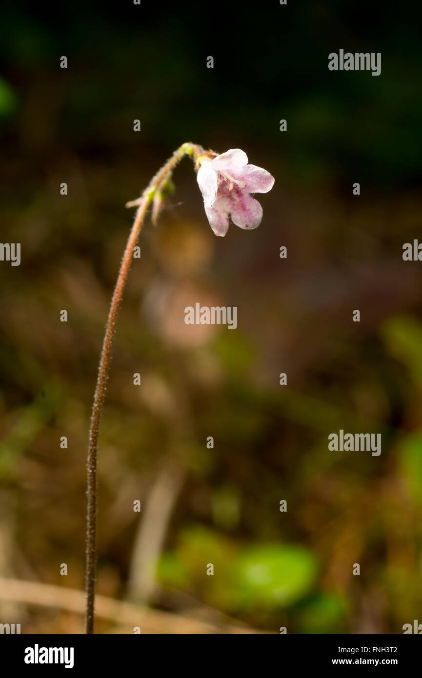 Twinflower (twin flower) pink blossom - Linnaea borealis. Small ...
