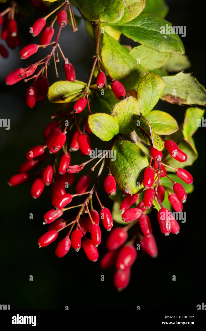 Edible red berries branch. European barberry or simply Barberry ...