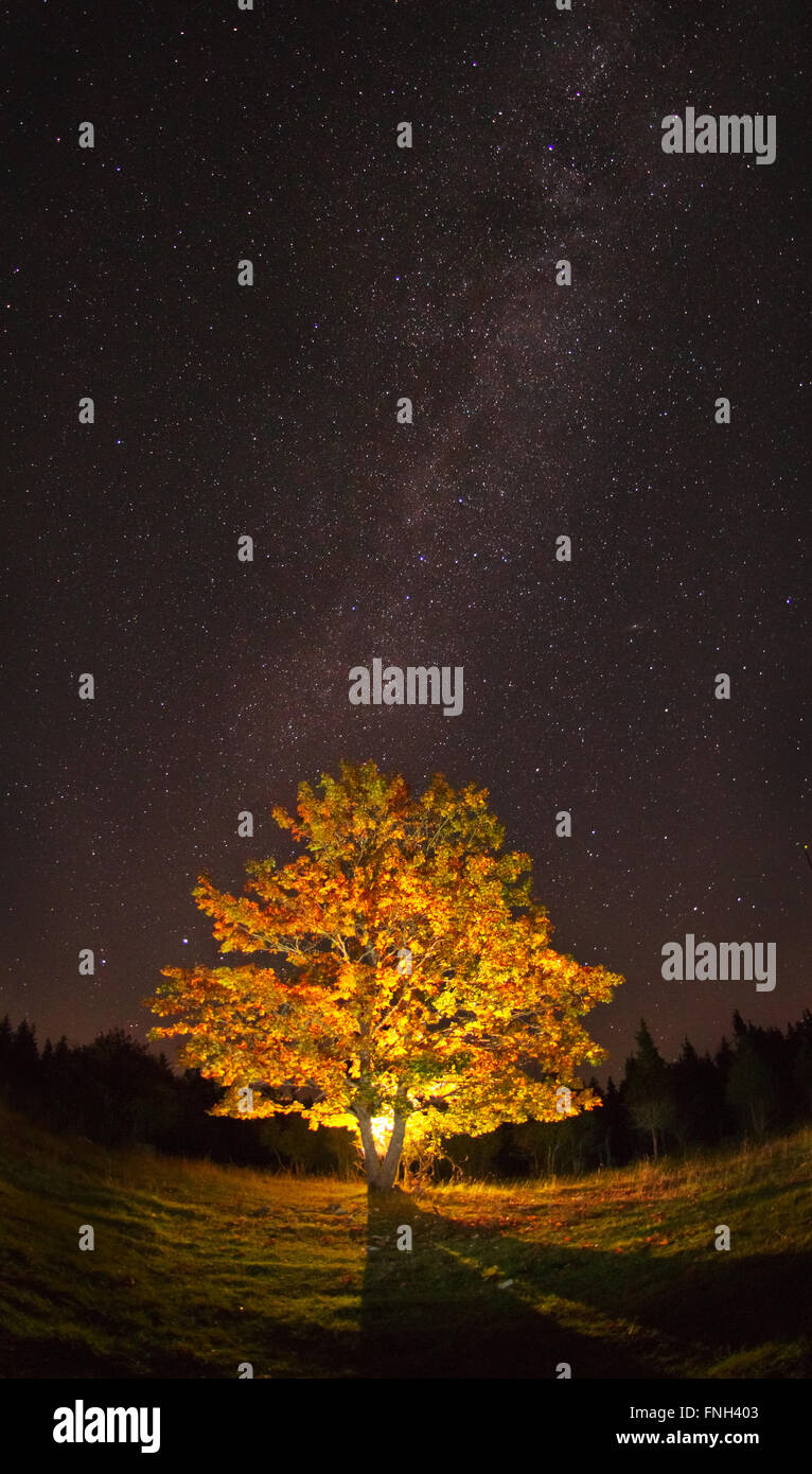 Maple autumn colors at night under the stars and Milky Way Stock Photo ...