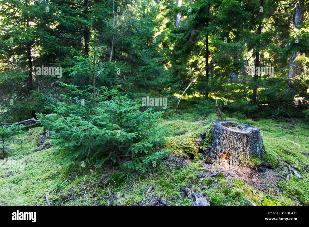 Fir tree stump hi-res stock photography and images - Alamy