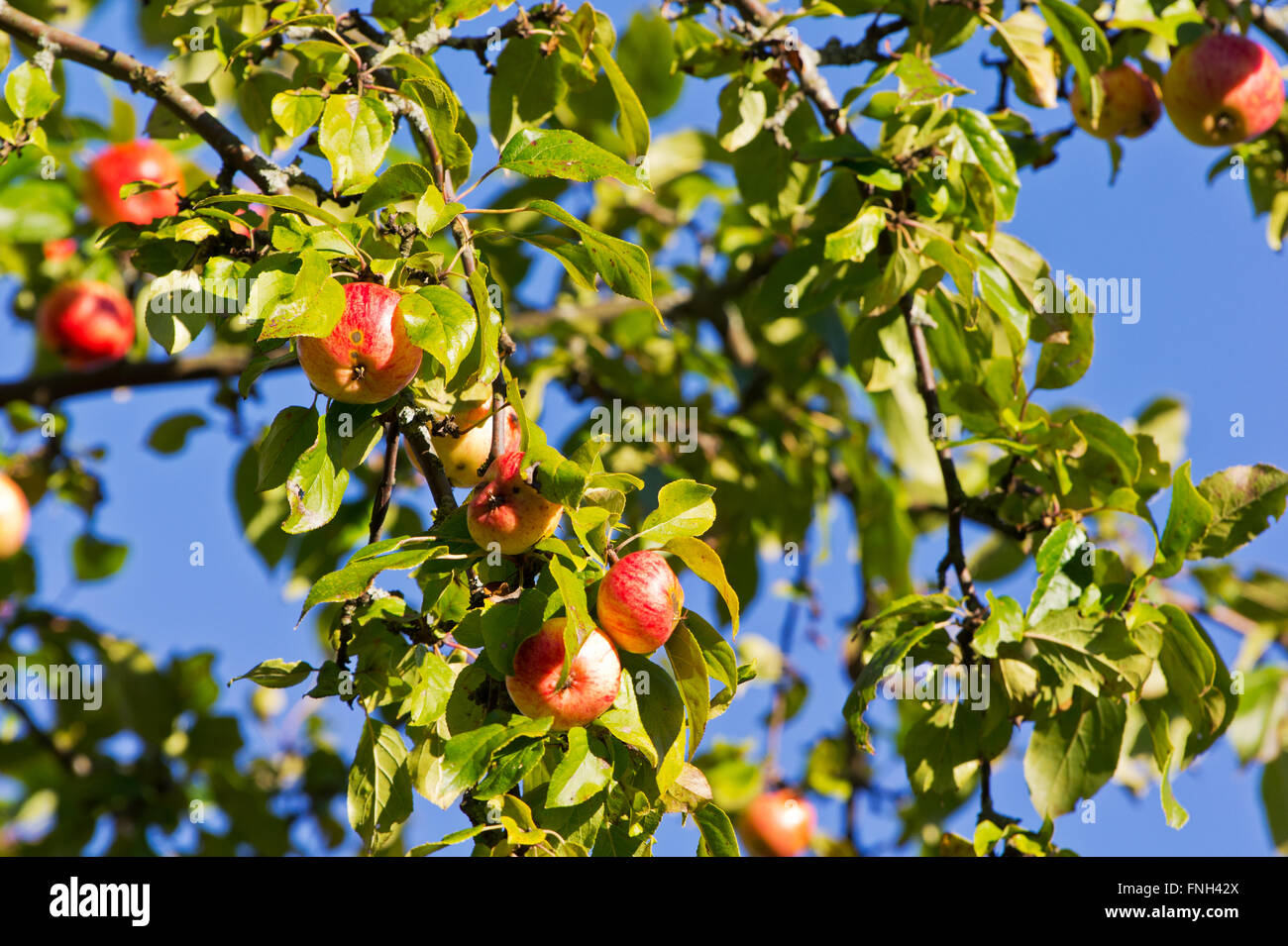 Wild apple tree with red apples Stock Photo - Alamy
