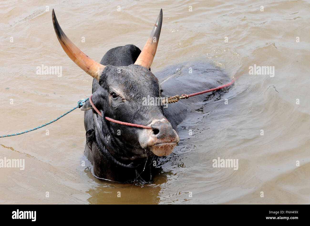 Portrait of a Jallikattu Bull.Bull taming sports is held in the ...