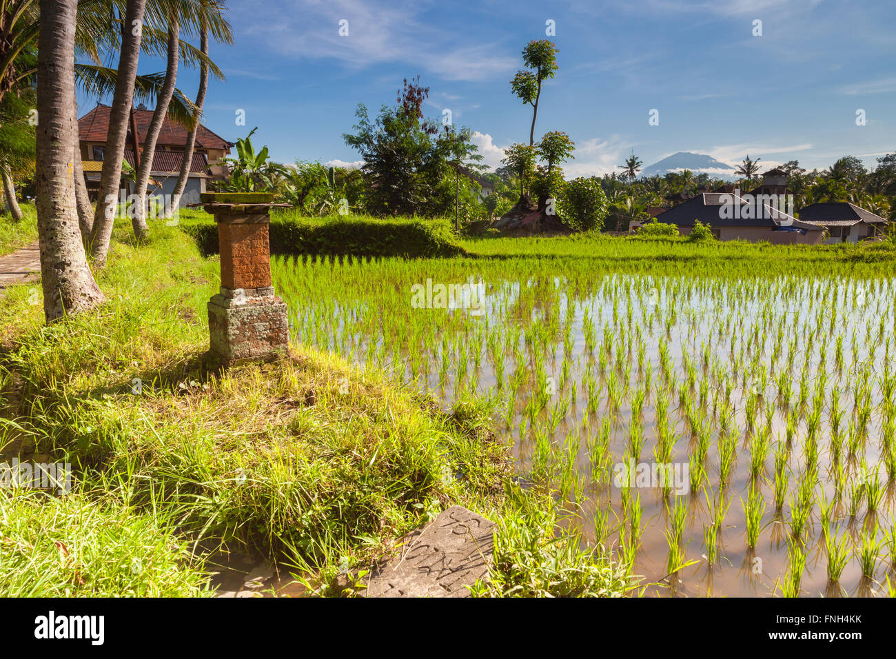 Morning view of the beautiful rice field with the volcano on the ...