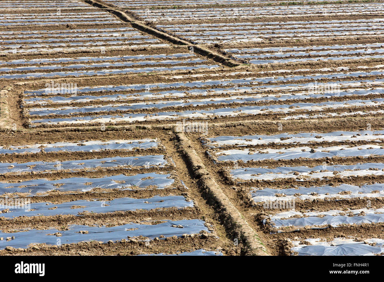 Ridge rice field in thailand hi-res stock photography and images - Alamy