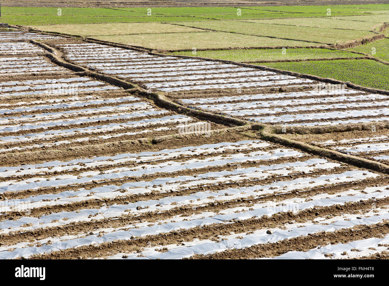 Ridge rice field in thailand hi-res stock photography and images - Alamy