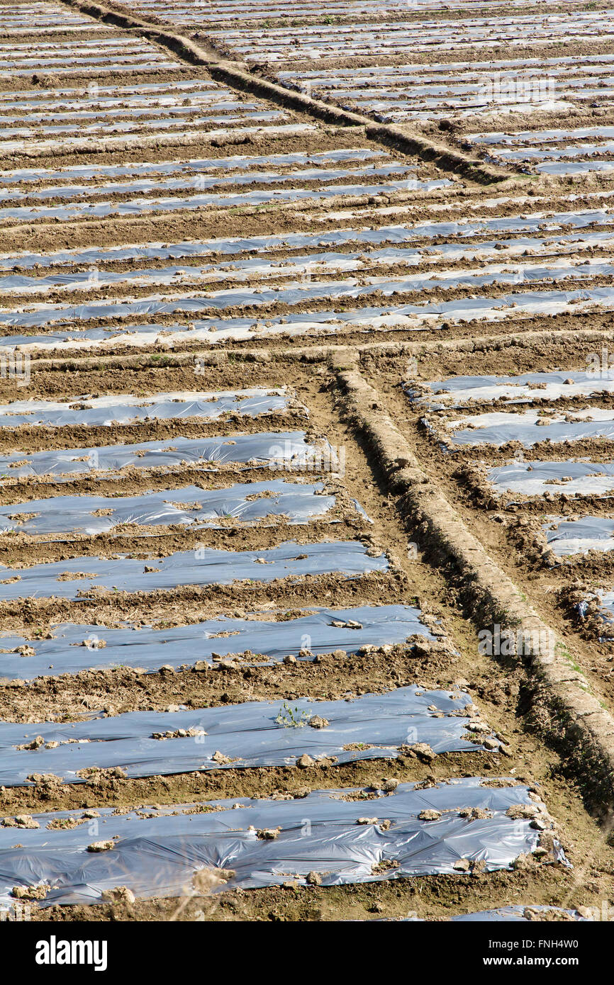 Paddy-field ridge,Traditional farming Stock Photo - Alamy