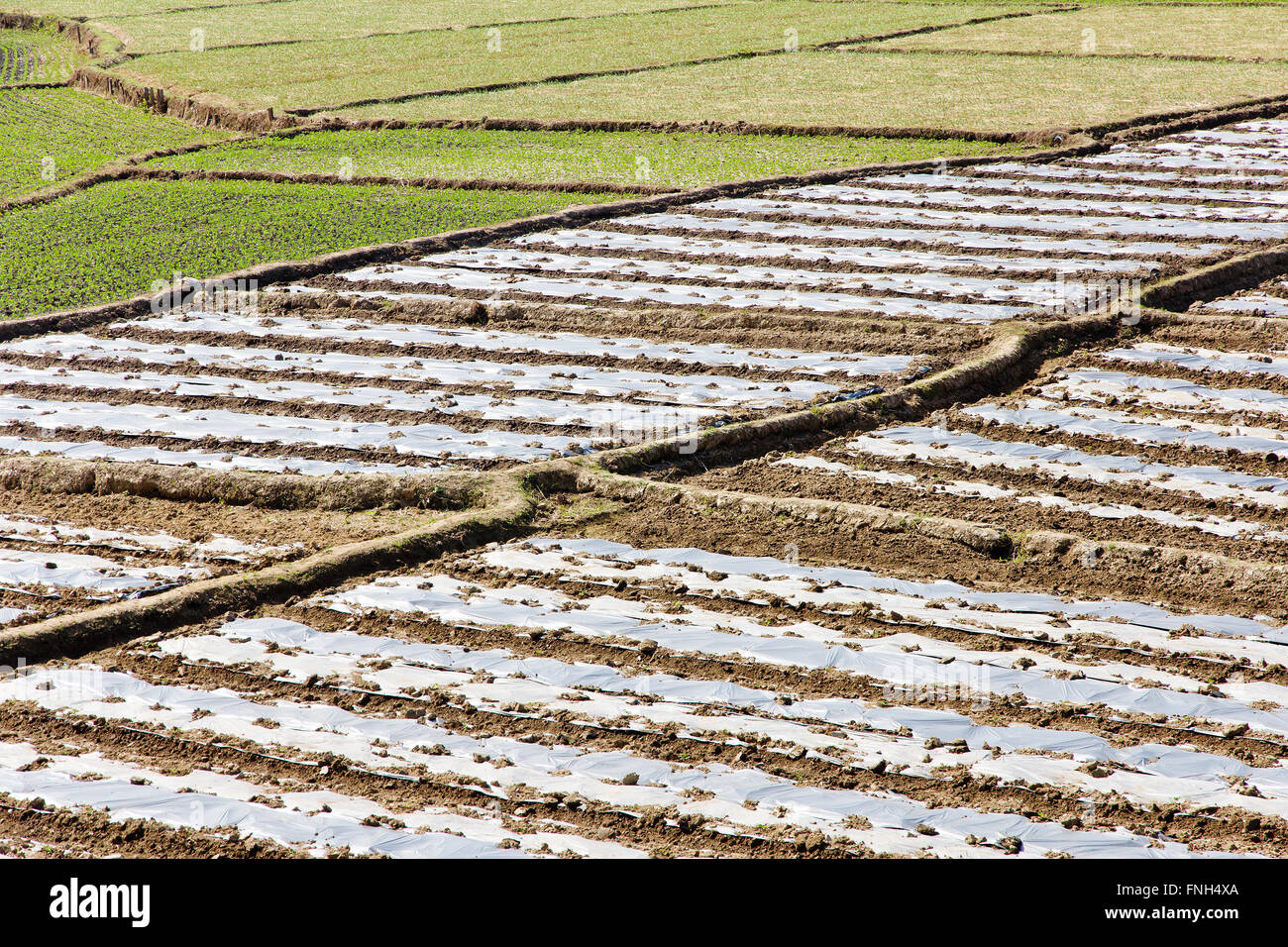 Ridge rice field in thailand hi-res stock photography and images - Alamy