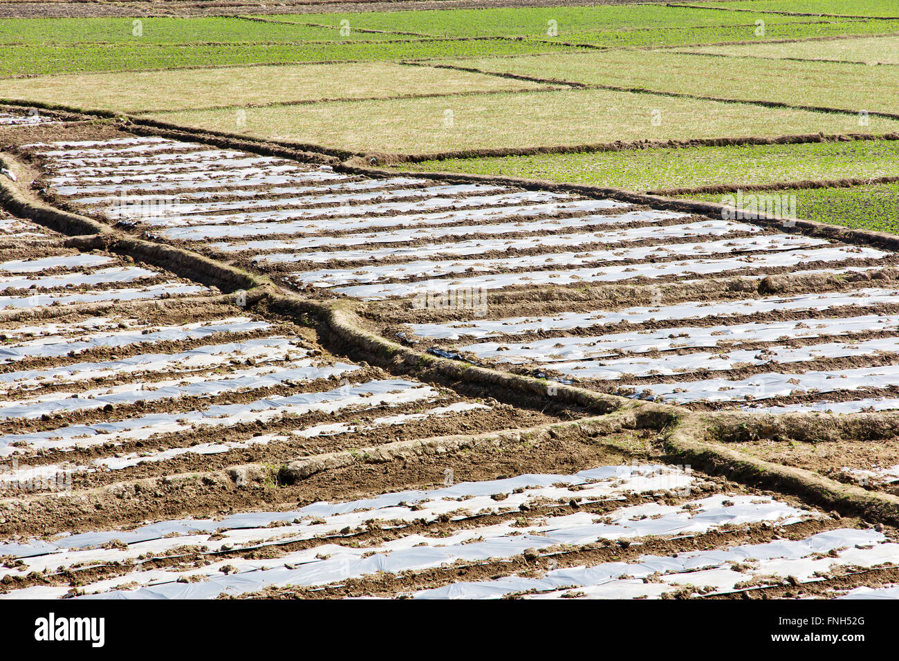 Paddy-field ridge,Traditional farming Stock Photo - Alamy