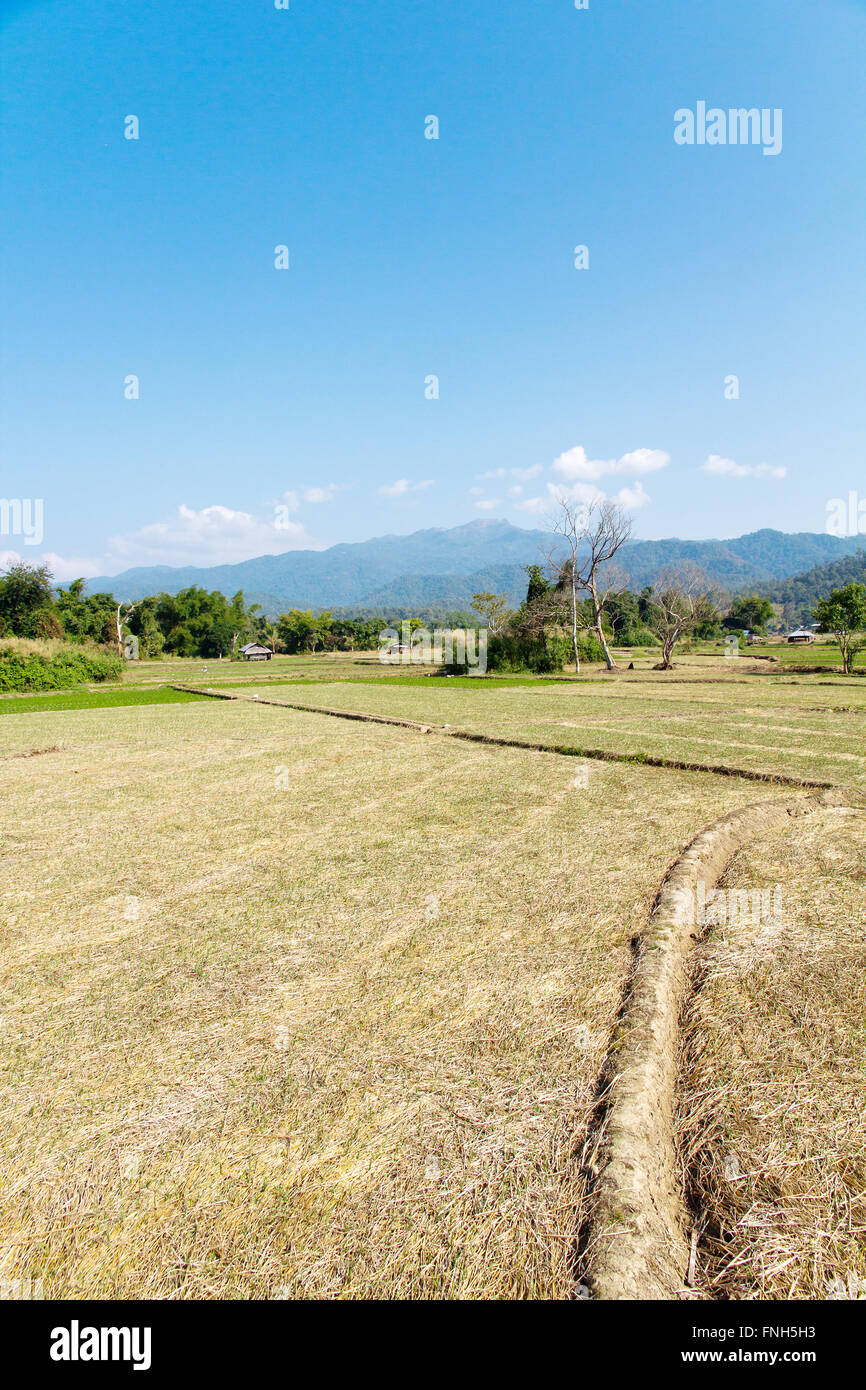 Ridge rice field in thailand hi-res stock photography and images - Alamy