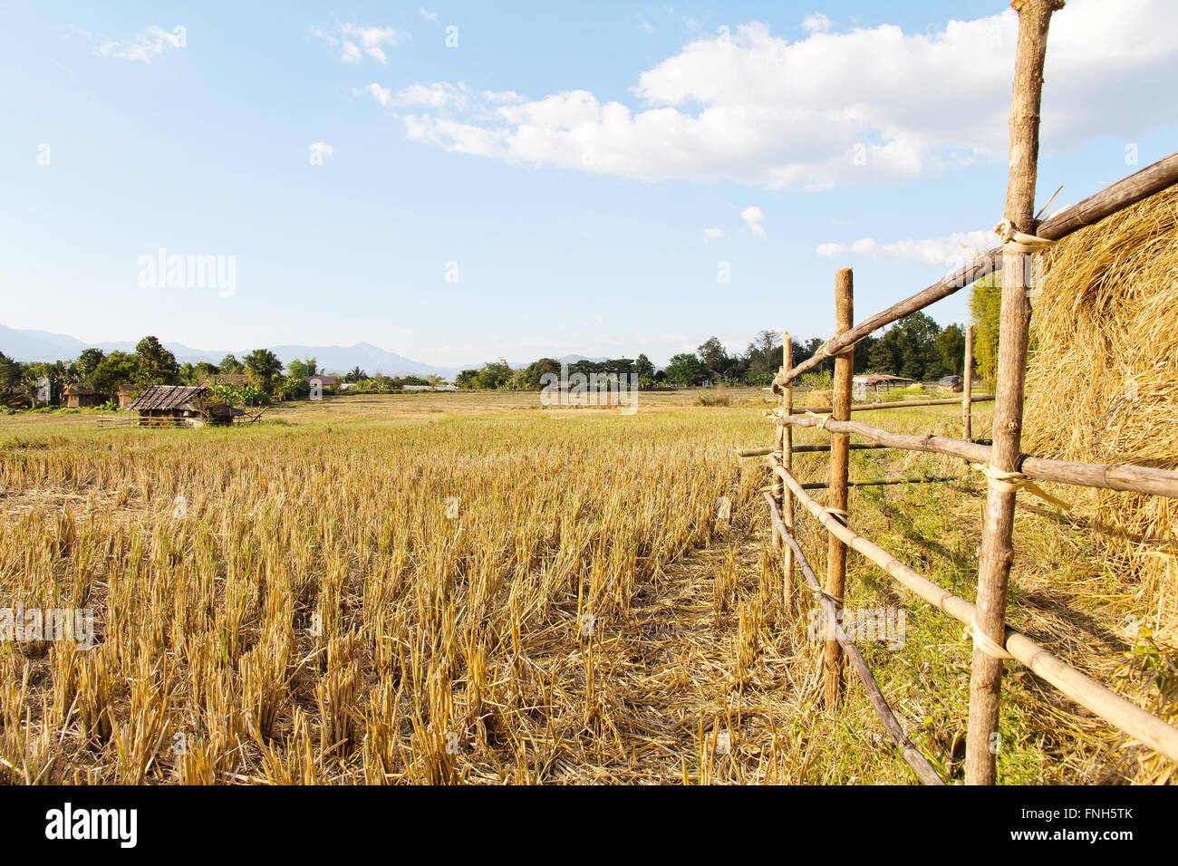Rice farming cultures hi-res stock photography and images - Alamy