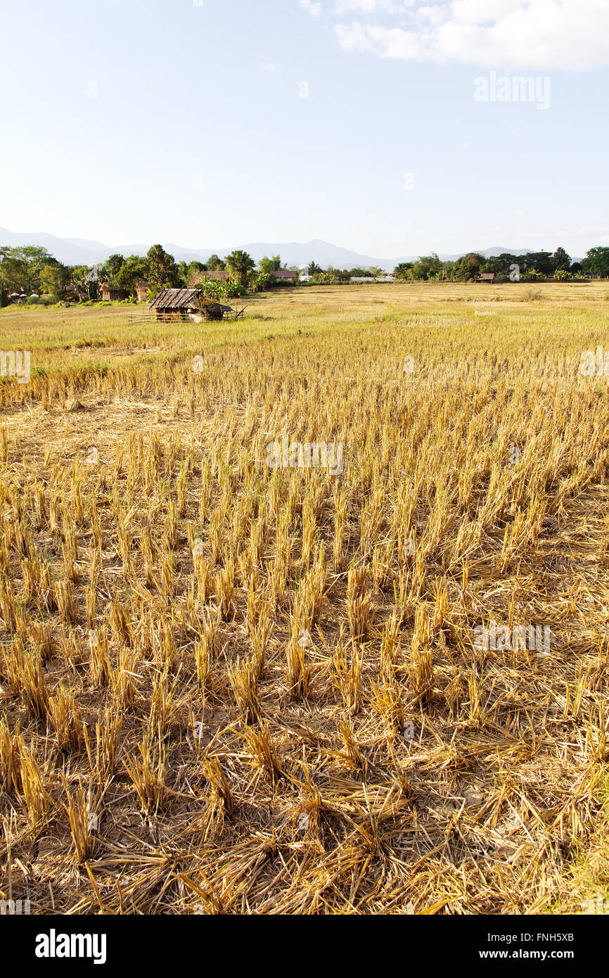Rural field after the rice harvest Stock Photo - Alamy