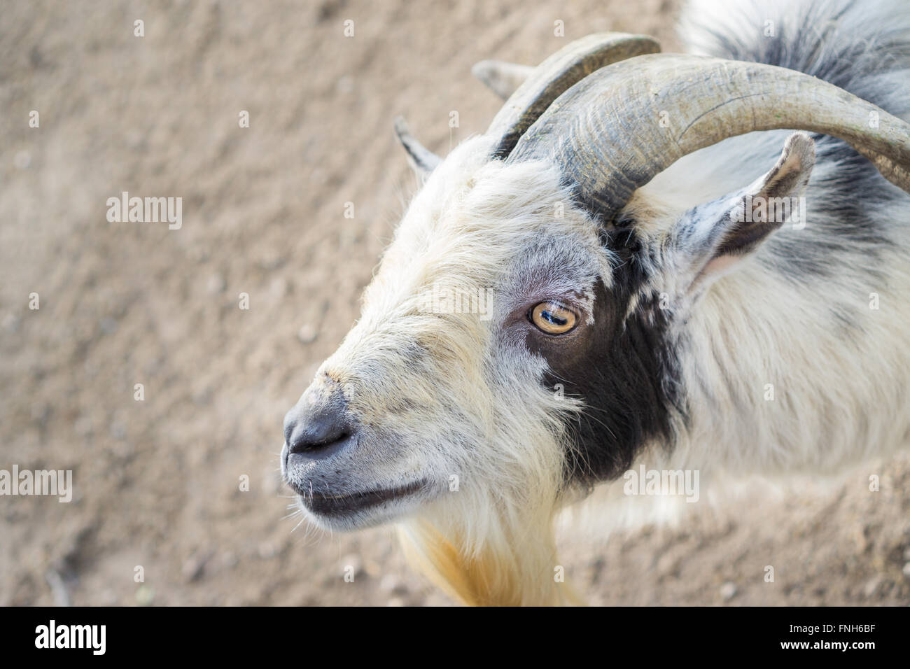 Closeup of goat Stock Photo - Alamy