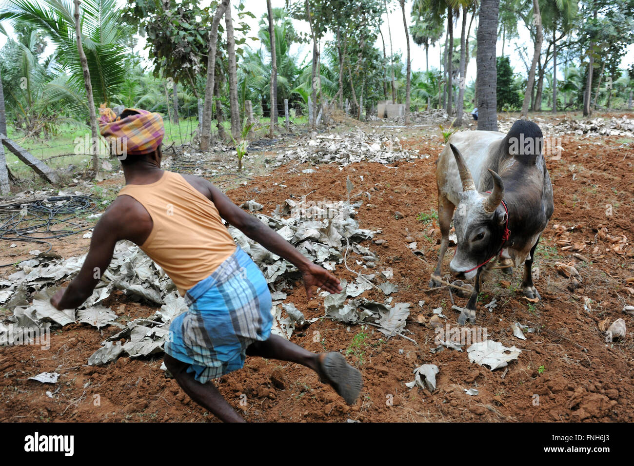 Ferocious bull Jallikattu bull and a Bull Tamer in a Tamilnadu village ...