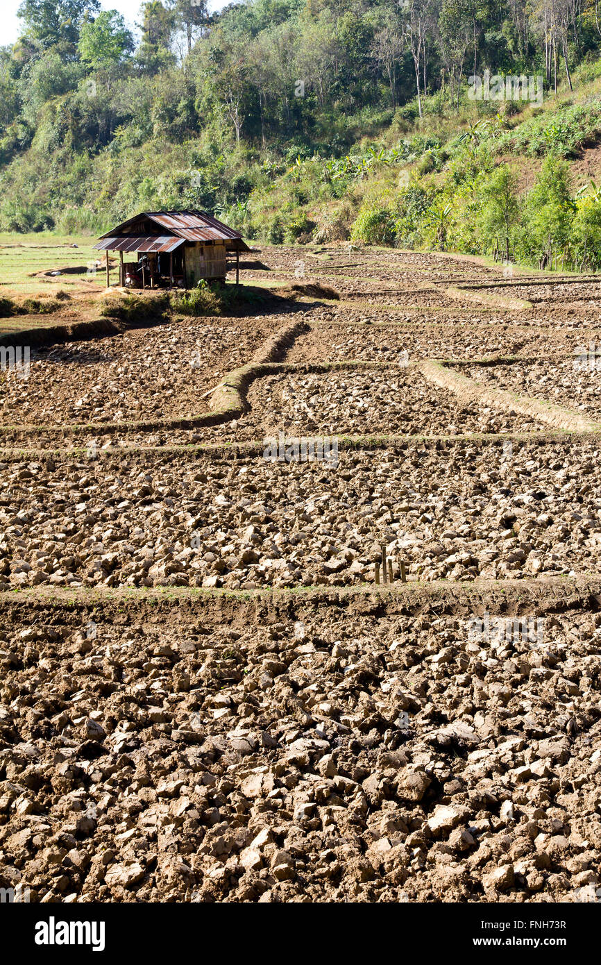 paddy-field ridge,Traditional farming Stock Photo - Alamy