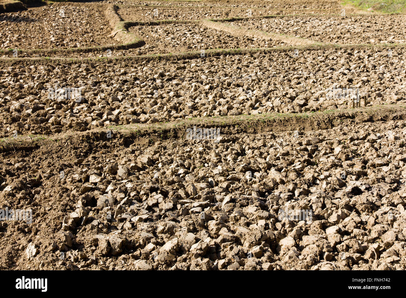 paddy-field ridge,Traditional farming Stock Photo - Alamy