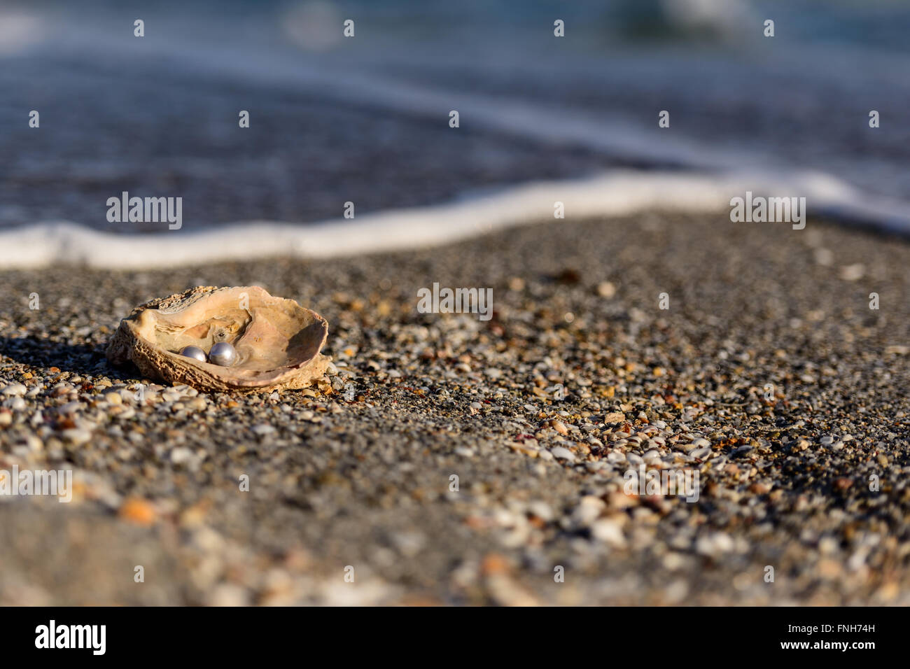 Australian pearls over an old shell on the beach washed by the waves of ...