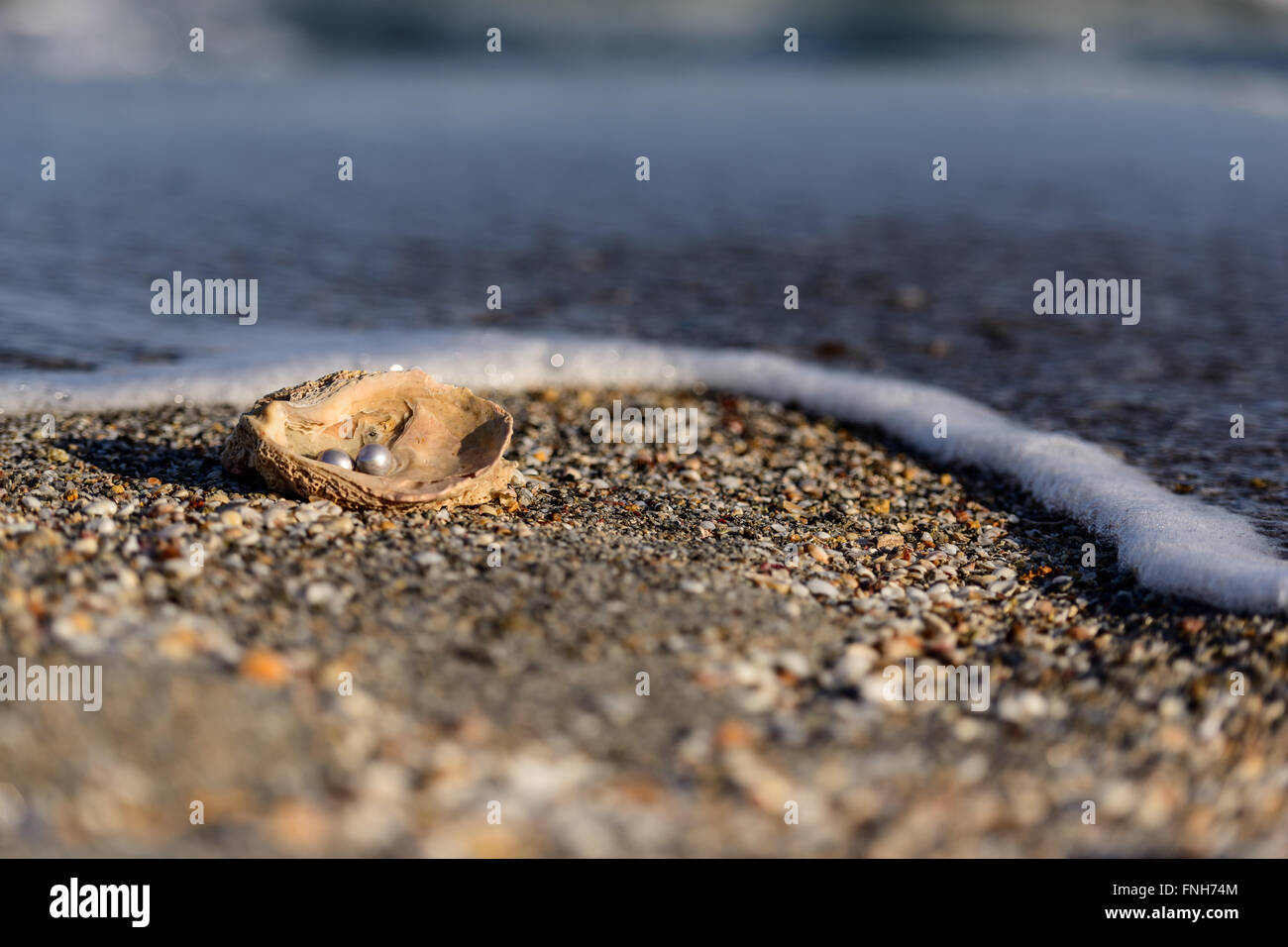 Australian pearls over an old shell on the beach washed by the waves of ...