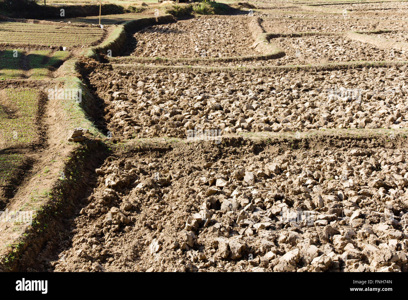 Paddy field ridge traditional hi-res stock photography and images - Alamy