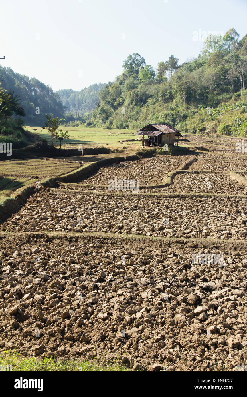 paddy-field ridge,Traditional farming Stock Photo - Alamy