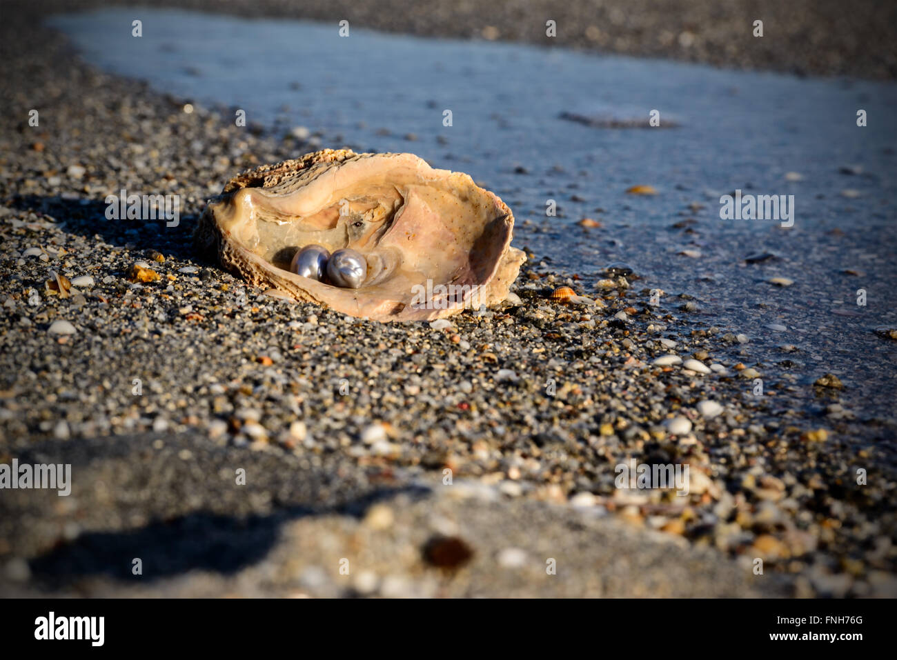 Australian pearls over an old shell on the beach washed by the waves of ...