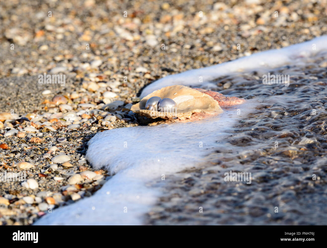 Australian pearls over an old shell on the beach washed by the waves of ...