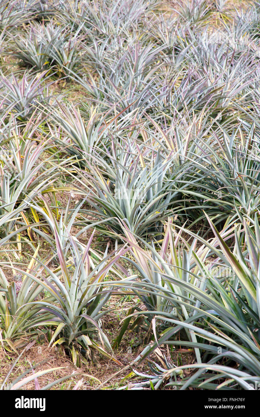 Pineapple fruit field Stock Photo - Alamy