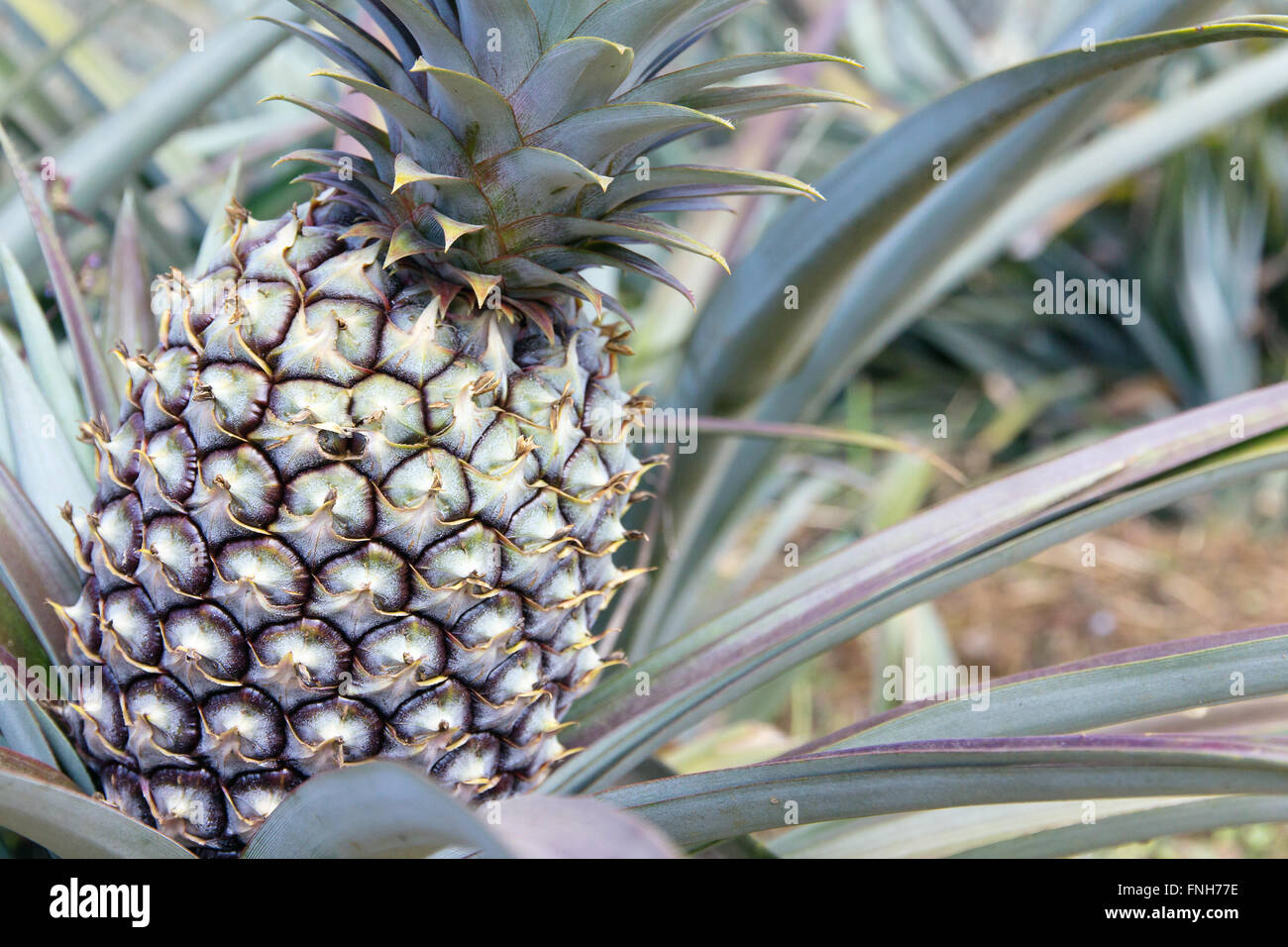 Fresh Pineapple in farm Stock Photo - Alamy